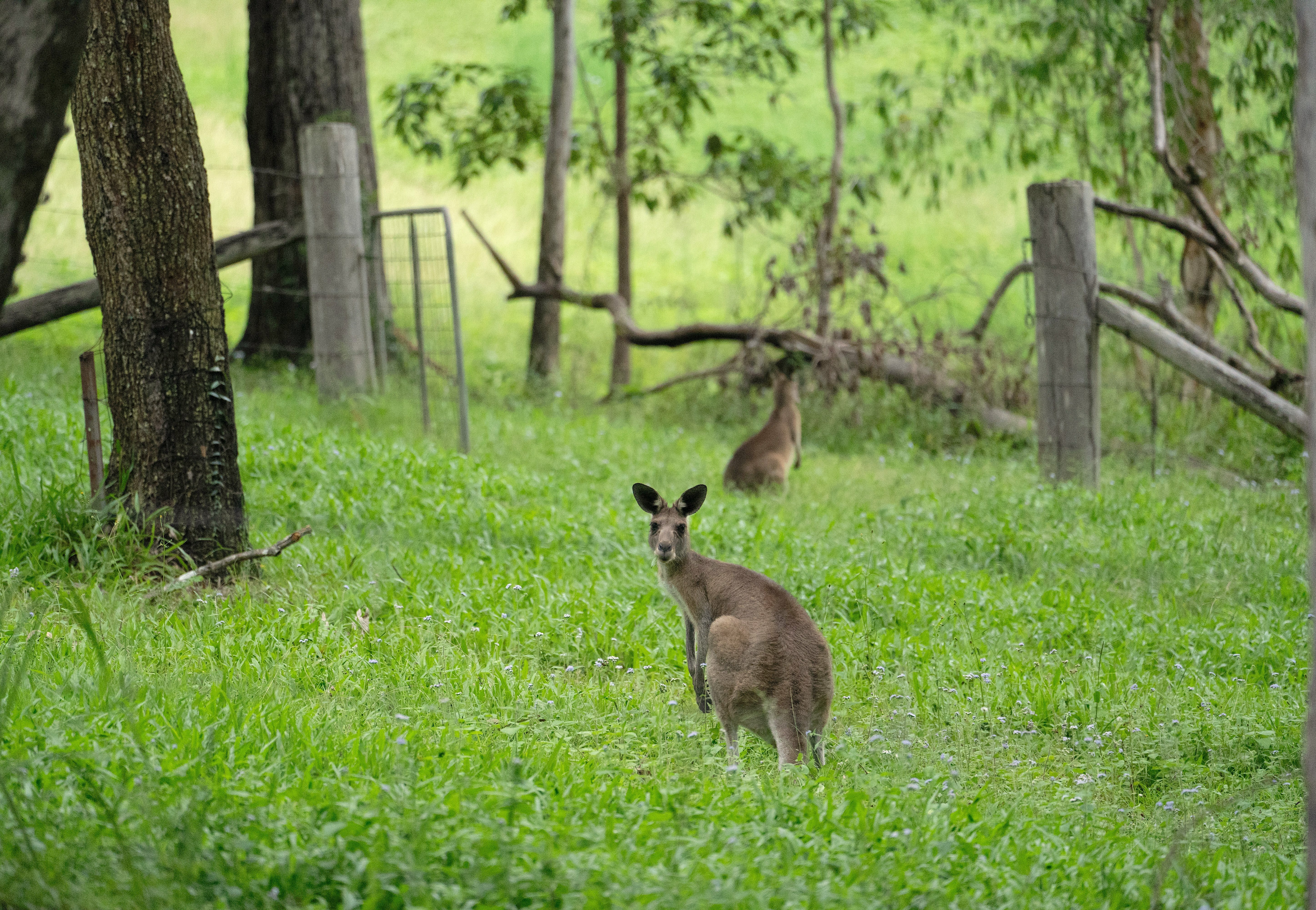 Noosa hinterland & acreage specialists in Doonan, Eumundi, Tinbeerwah ...
