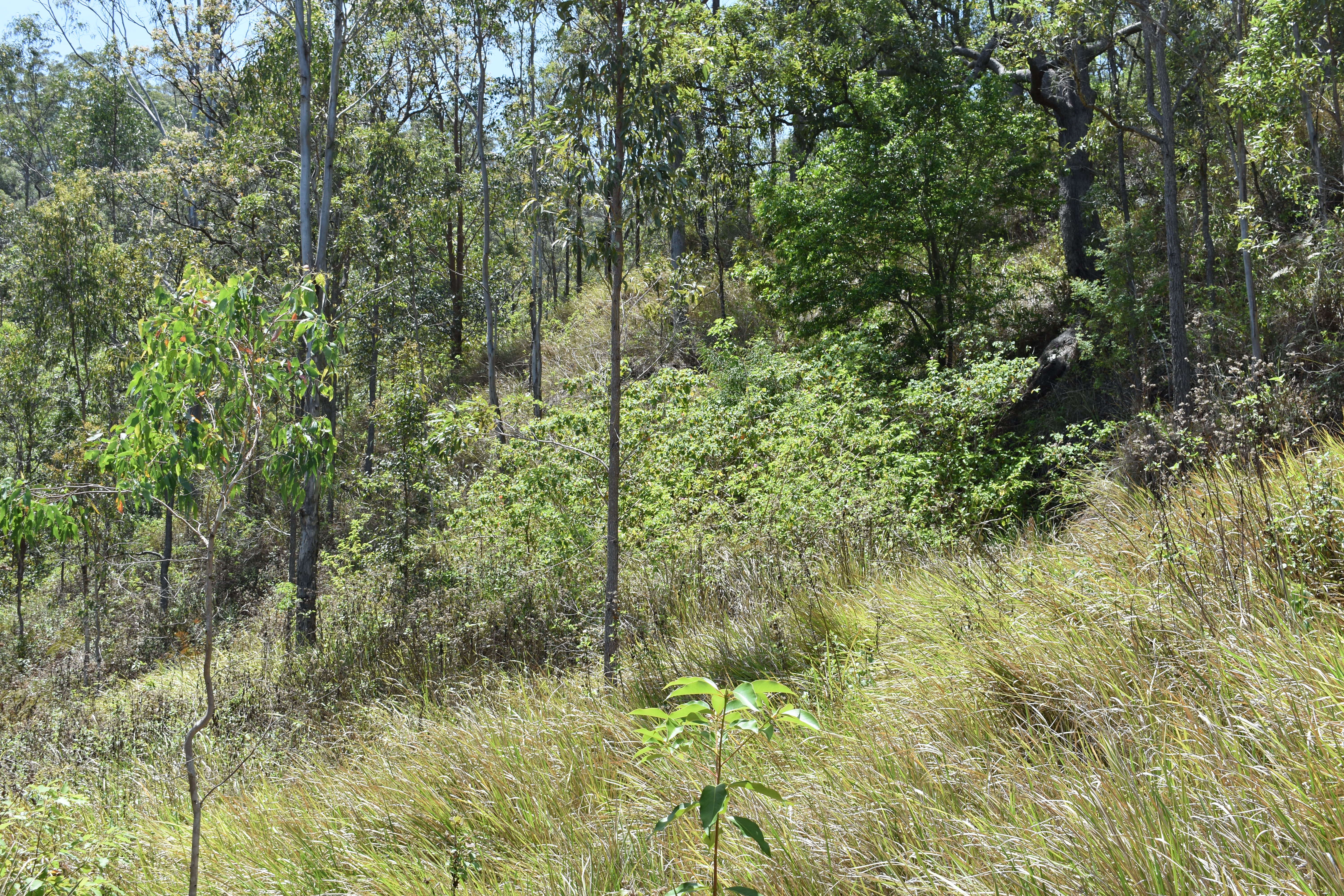 LARGE BUSH BLOCK - Kyogle Real Estate