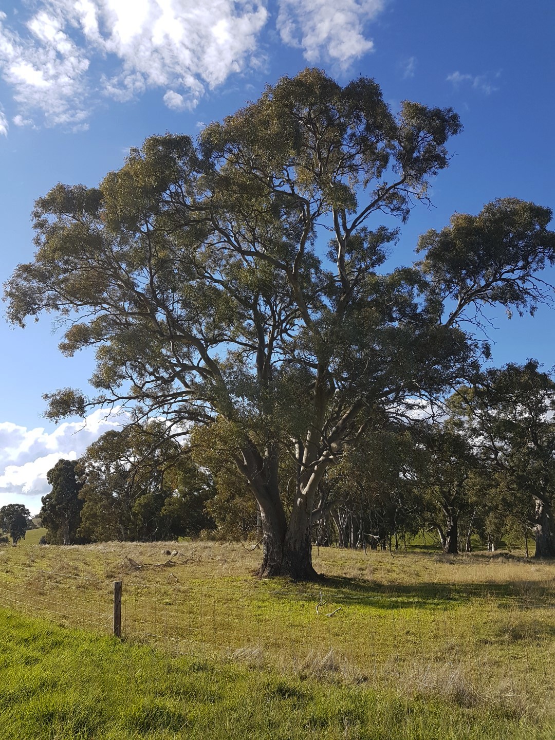 Looking for that Tree Change - Lavis Real Estate