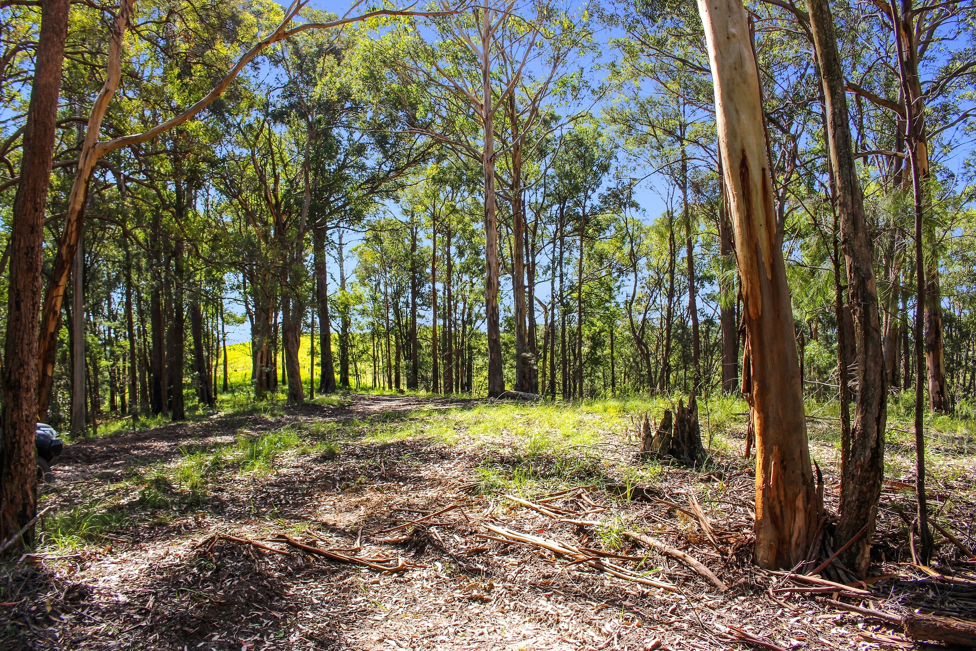 Musgrove Realty - Huge Bush Land Oasis for the Adventurous