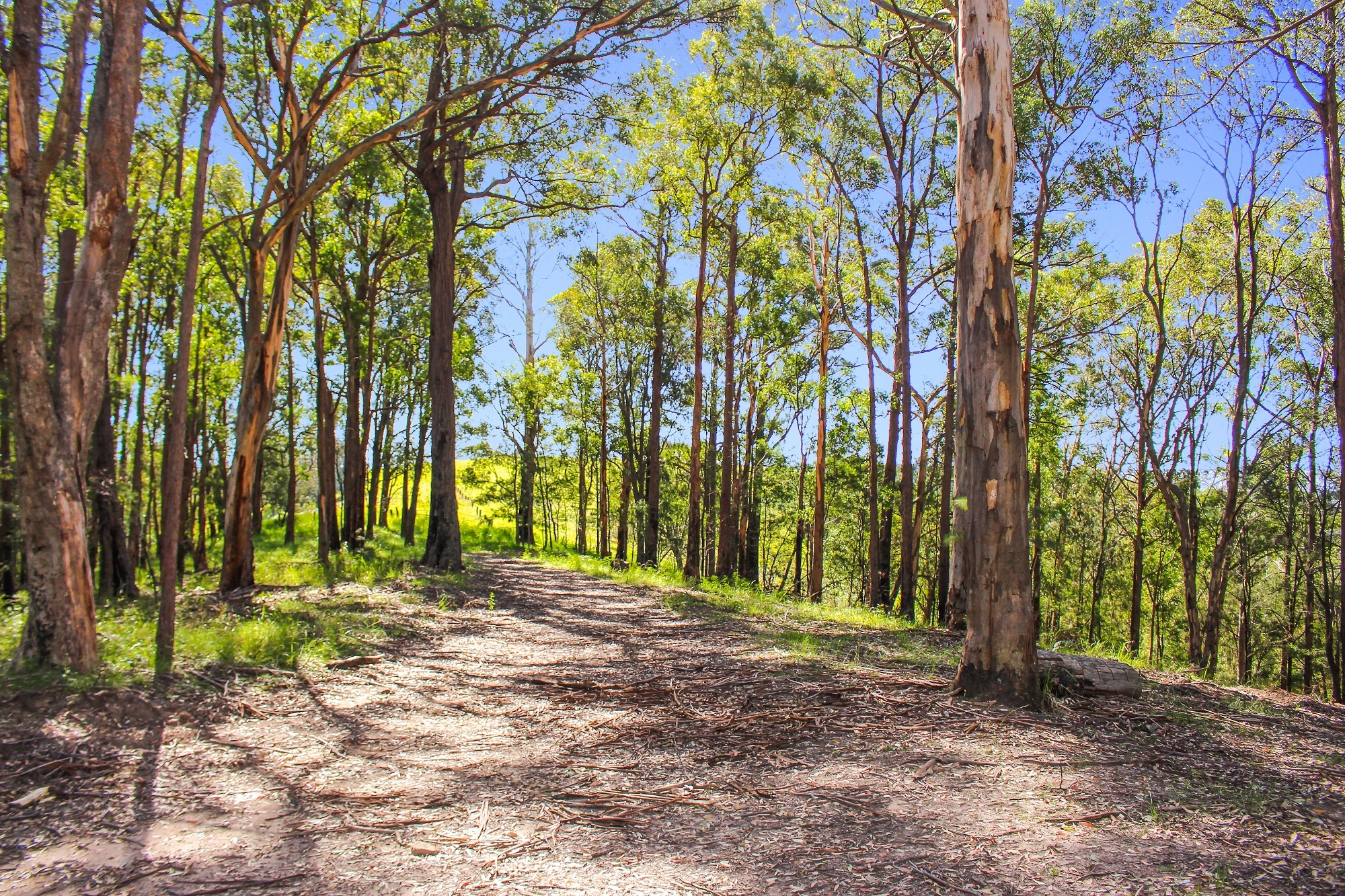 Musgrove Realty - Huge Bush Land Oasis for the Adventurous