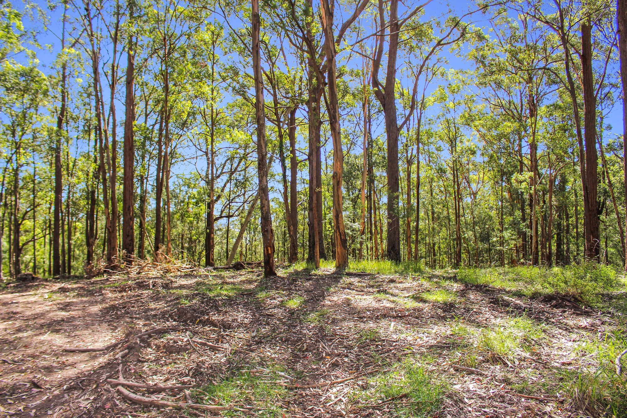 Musgrove Realty - Huge Bush Land Oasis for the Adventurous