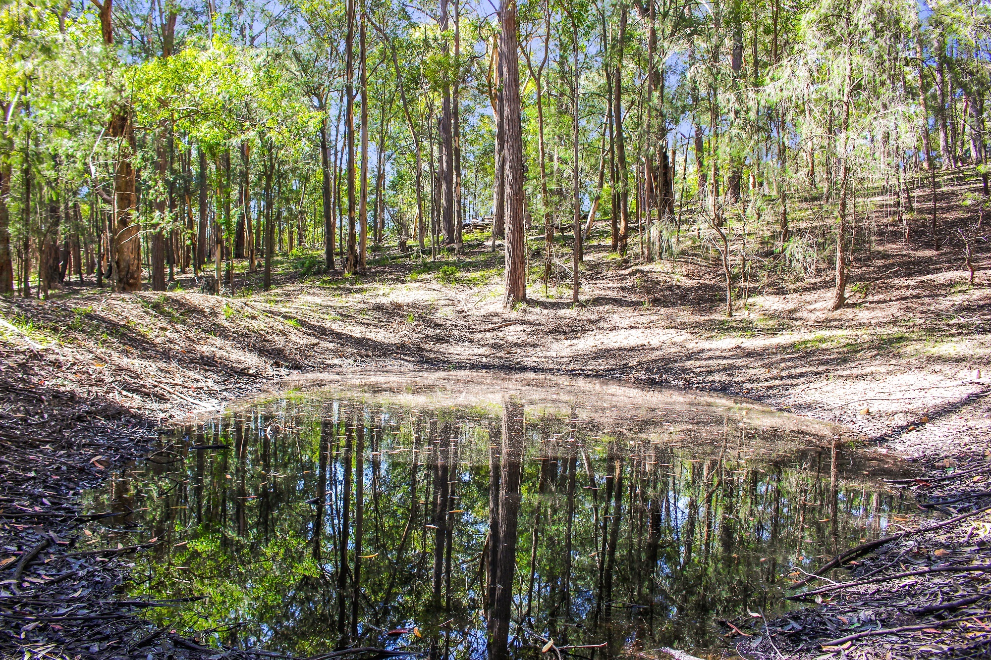 Musgrove Realty - Huge Bush Land Oasis for the Adventurous