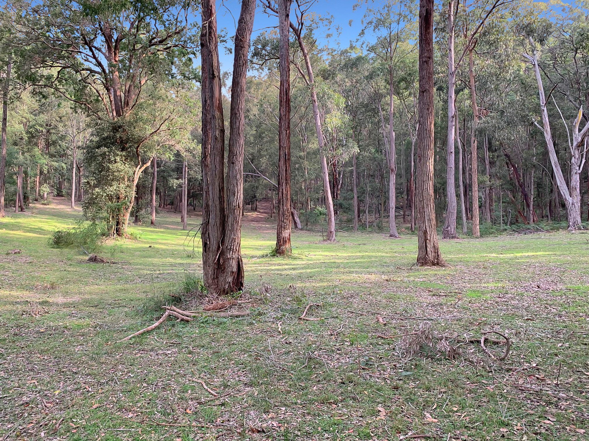 Musgrove Realty - ‘Brumby Hill’ – Sensational Native Bush Land with ...