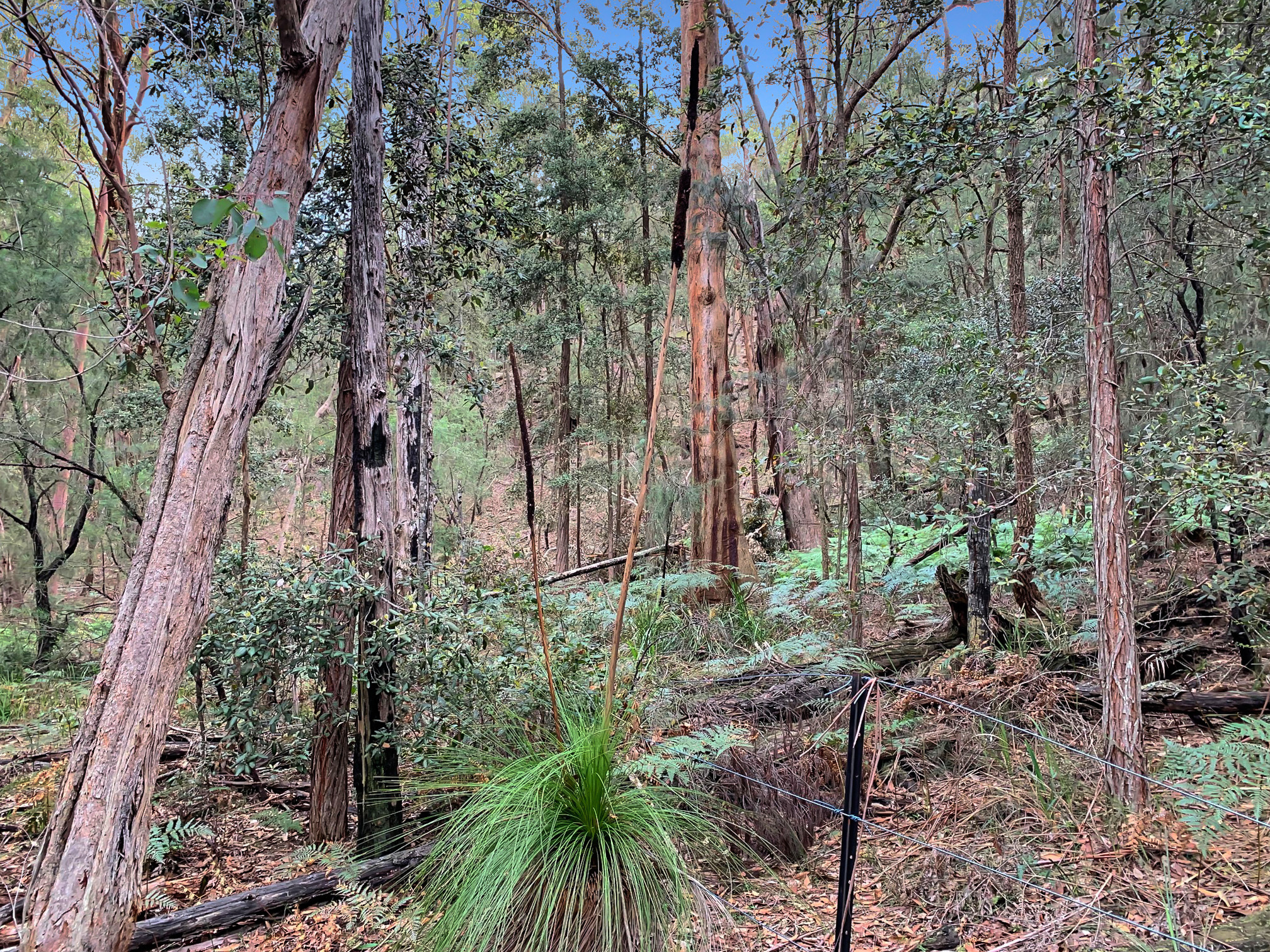 Musgrove Realty - ‘Brumby Hill’ – Sensational Native Bush Land with ...