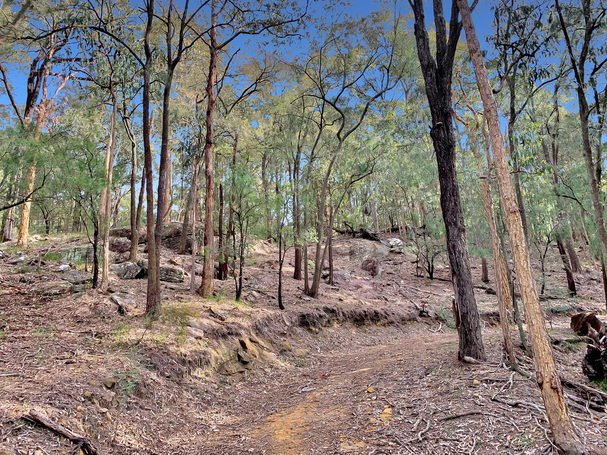 Musgrove Realty - ‘Brumby Hill’ – Sensational Native Bush Land with ...