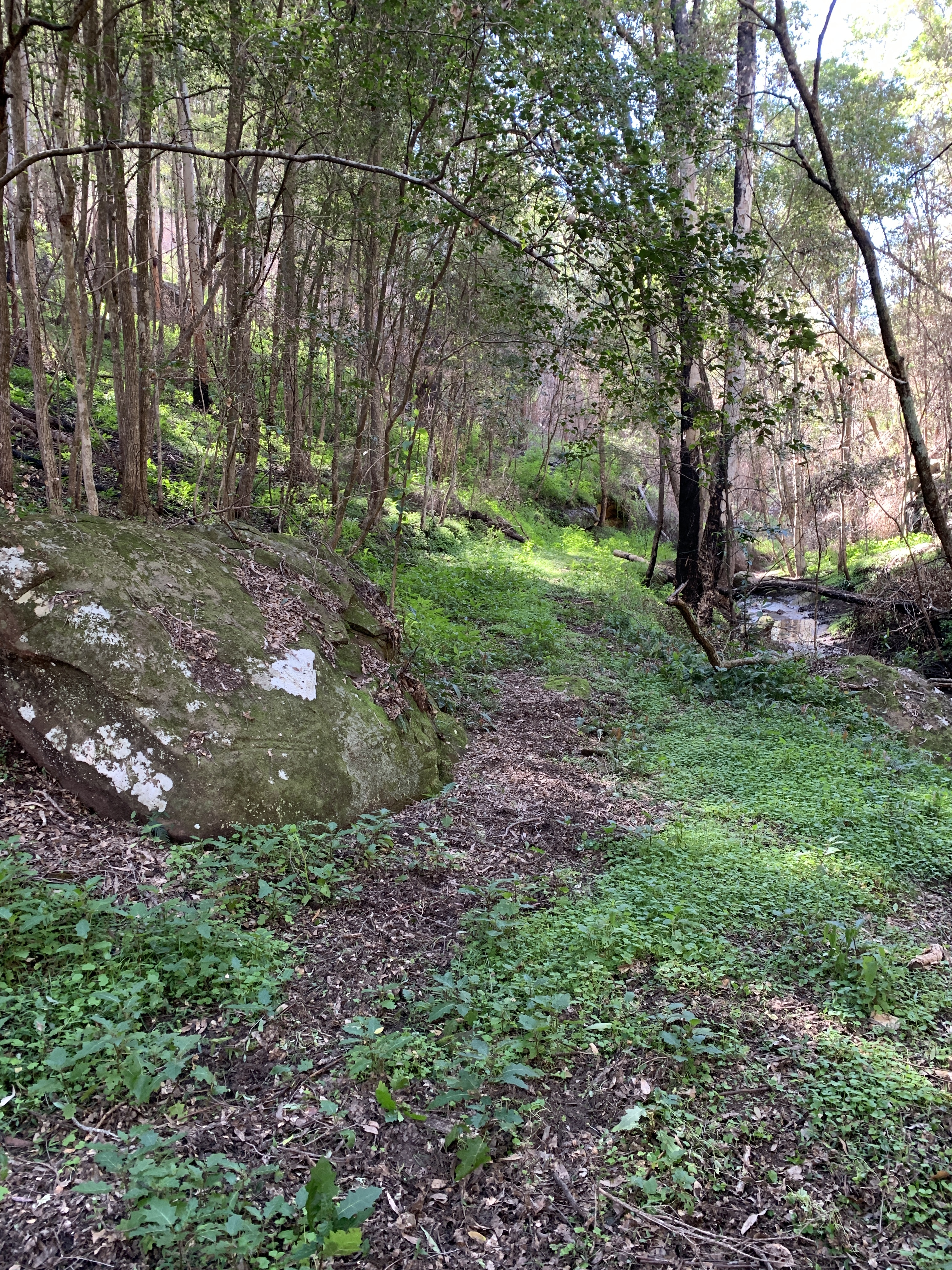 Musgrove Realty - 'Grass Tree Heaven'