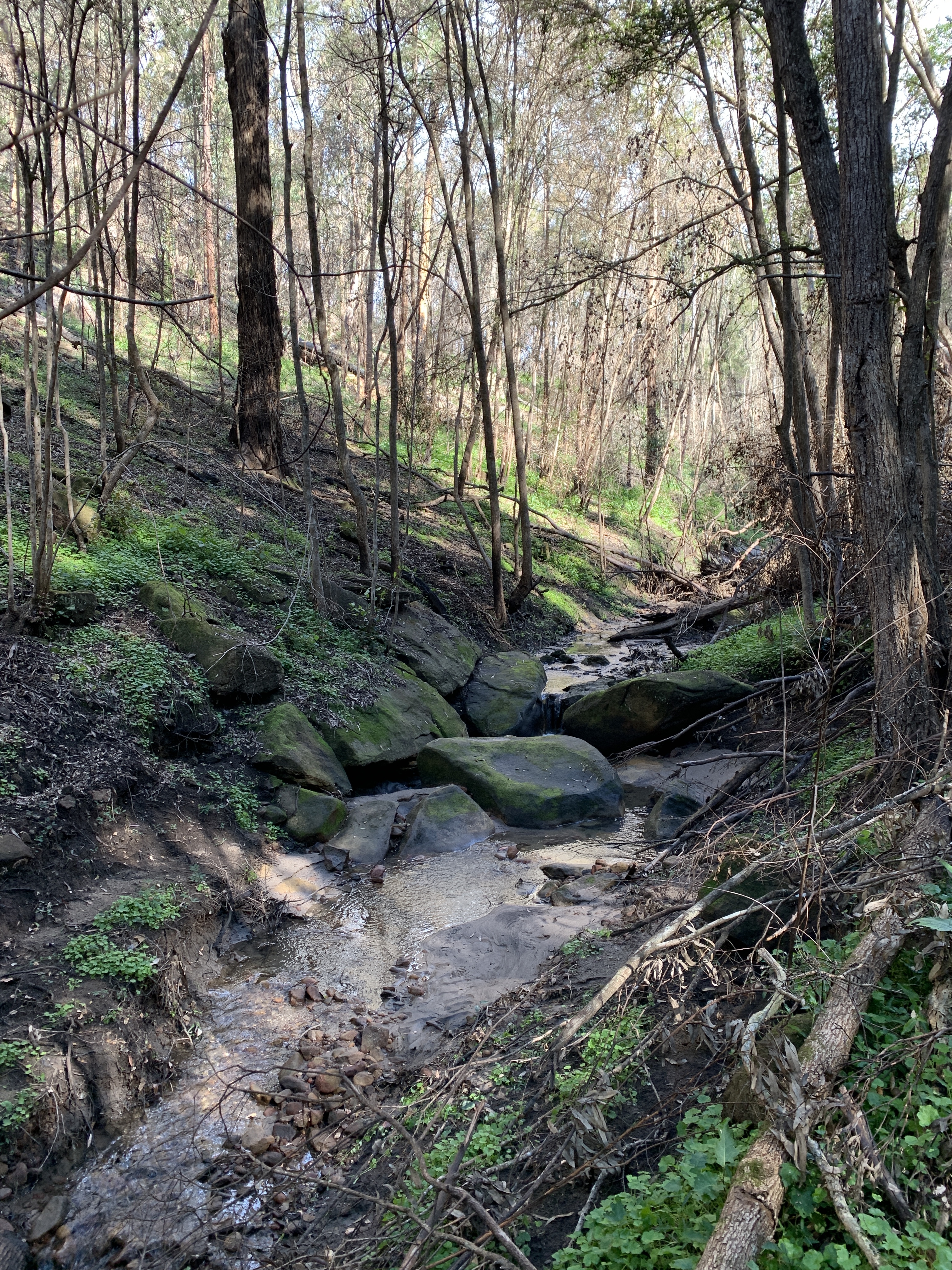 Musgrove Realty - 'Grass Tree Heaven'