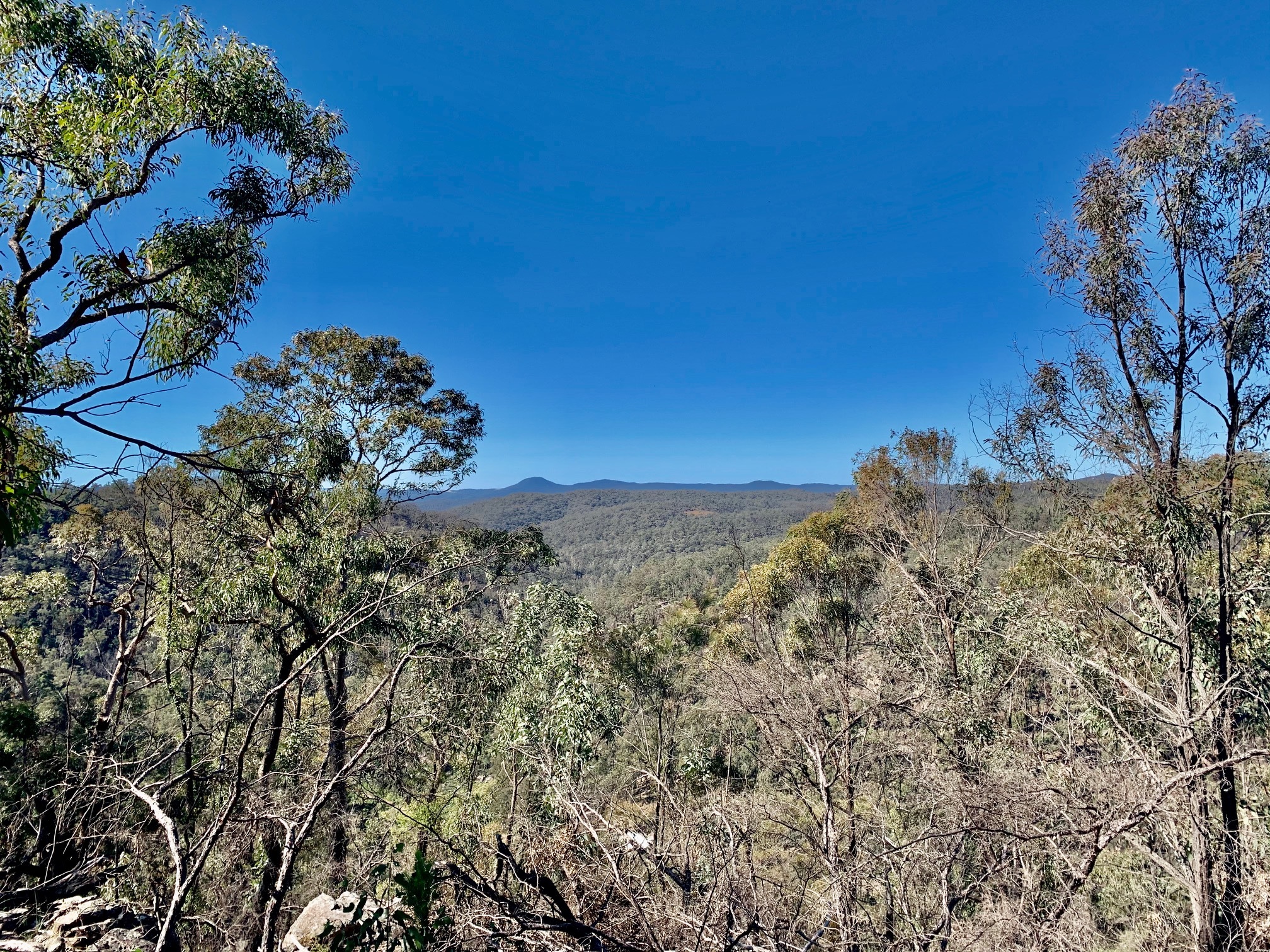 Musgrove Realty - 'Grass Tree Heaven'