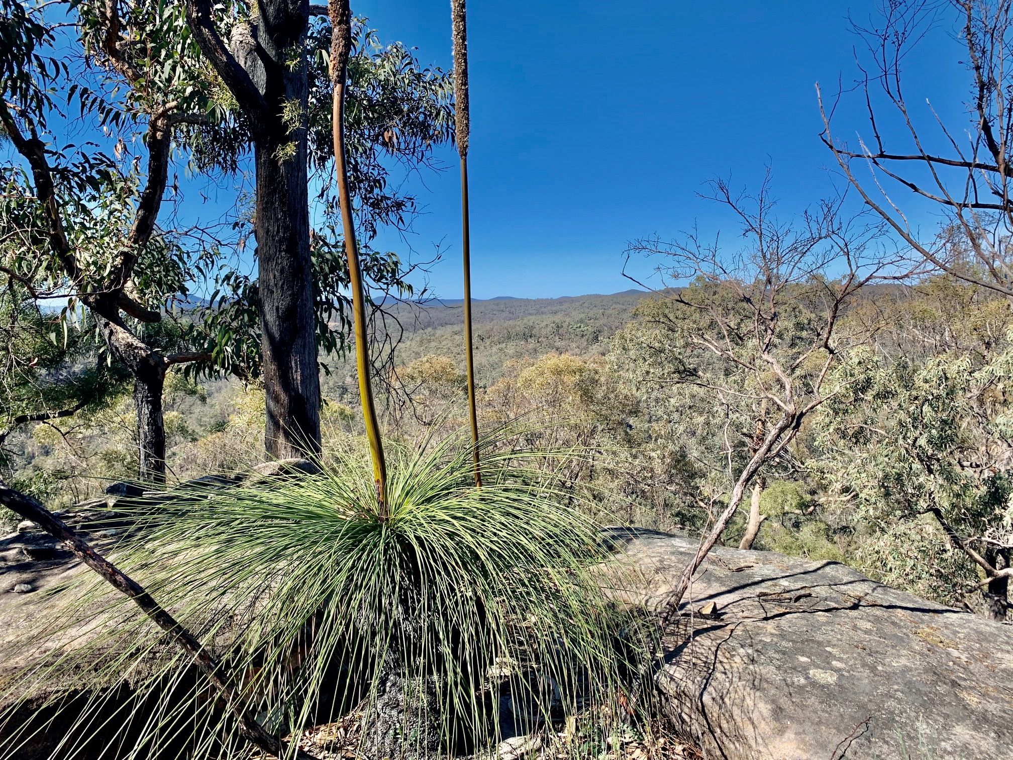 Musgrove Realty - 'Grass Tree Heaven'