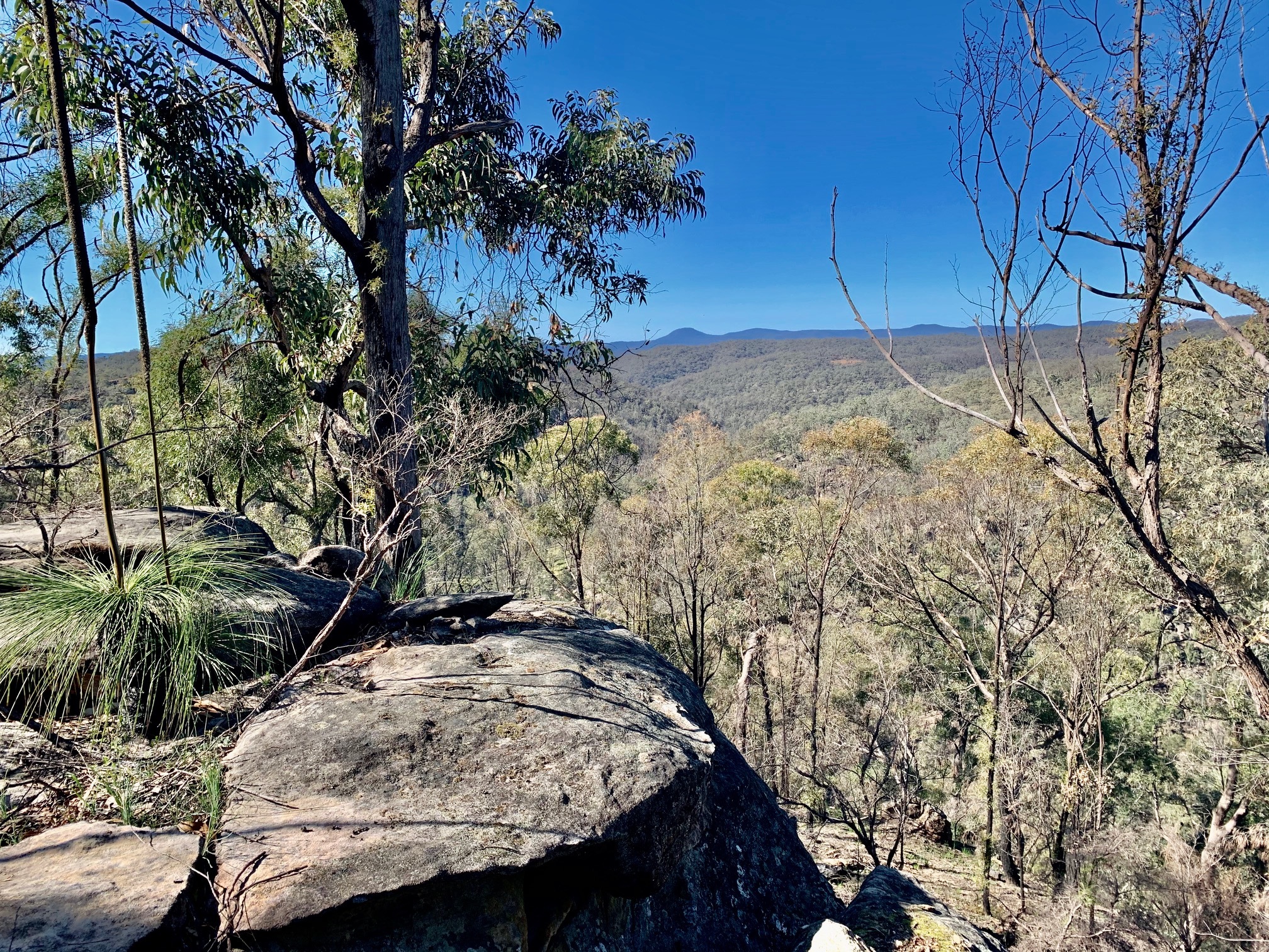 Musgrove Realty - 'Grass Tree Heaven'