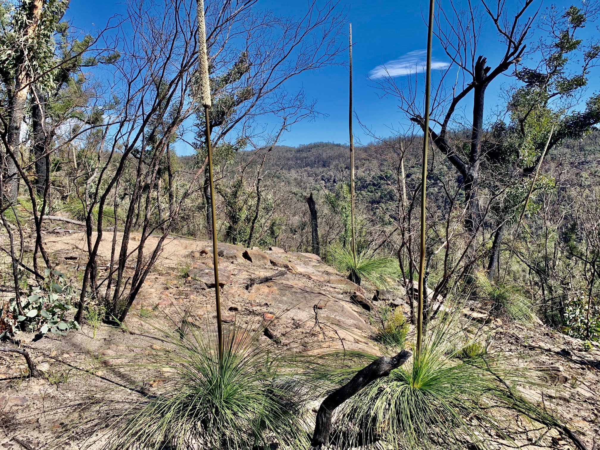 Musgrove Realty - 'Grass Tree Heaven'