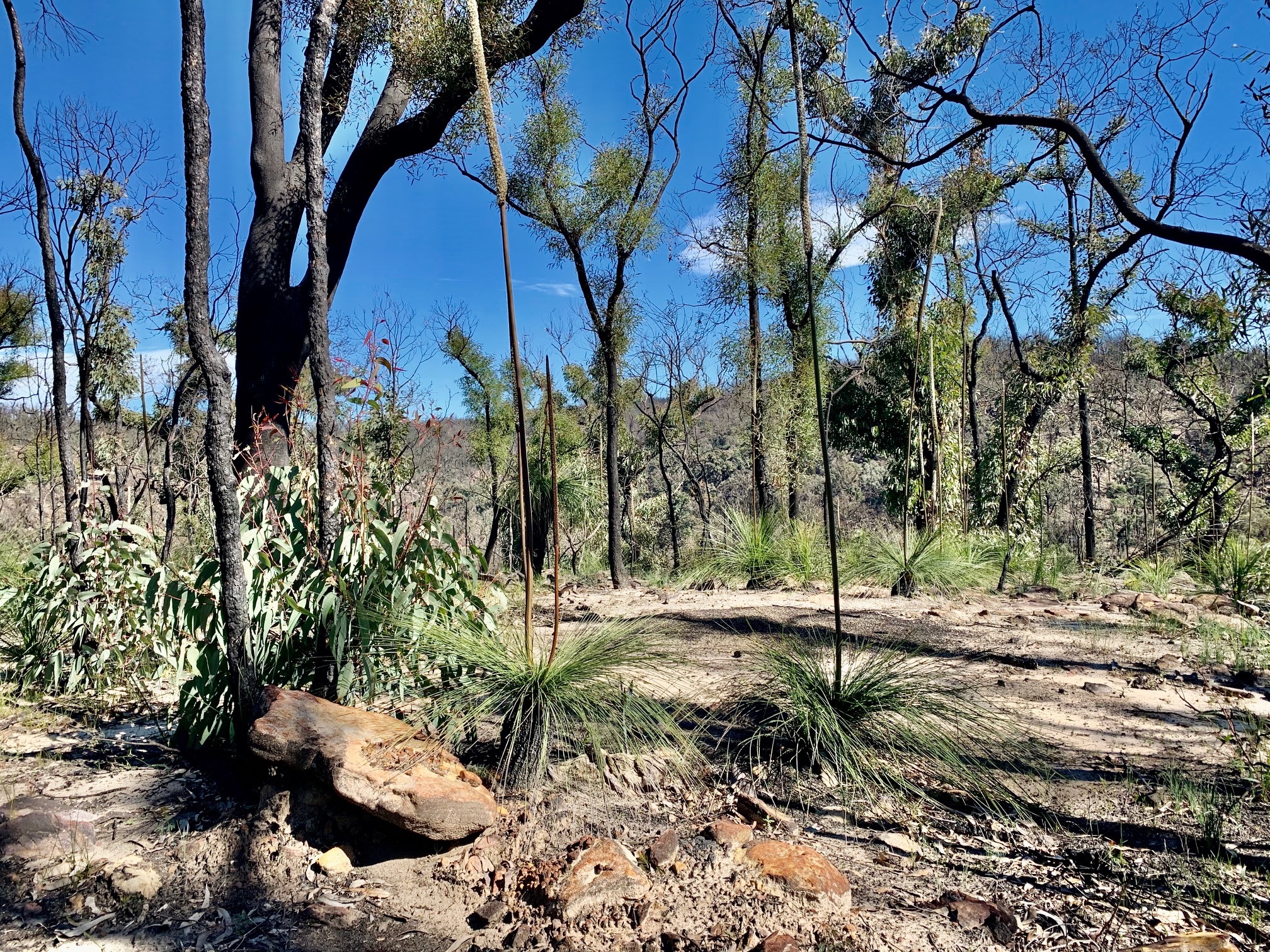 Musgrove Realty - 'Grass Tree Heaven'
