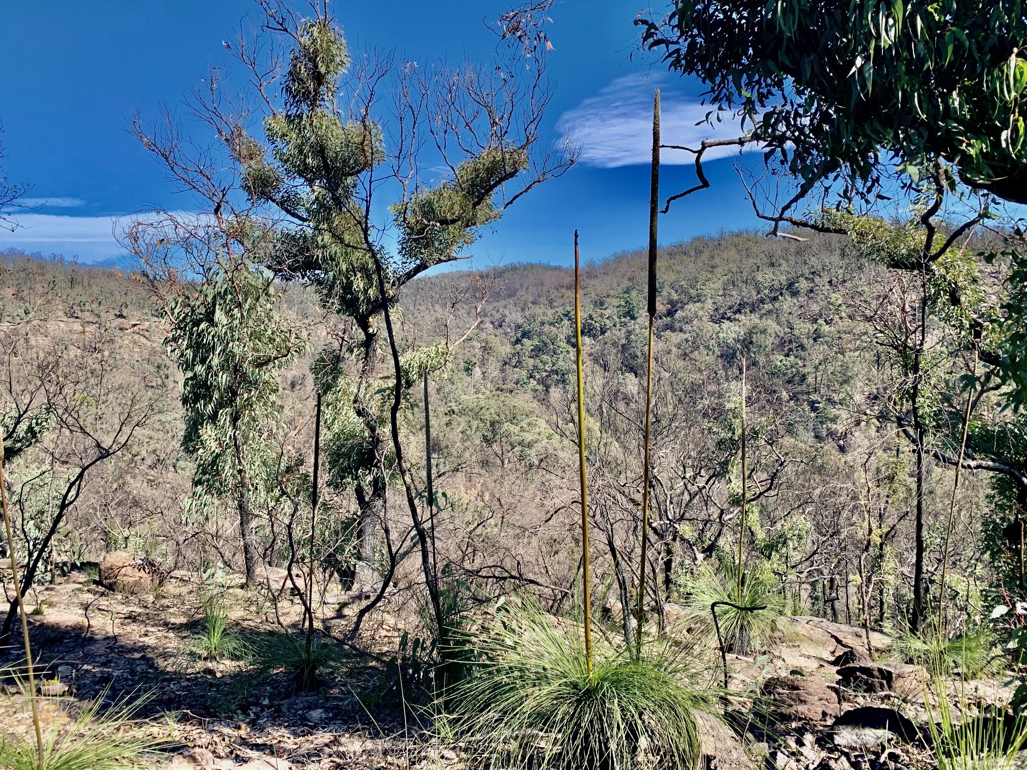 Musgrove Realty - 'Grass Tree Heaven'