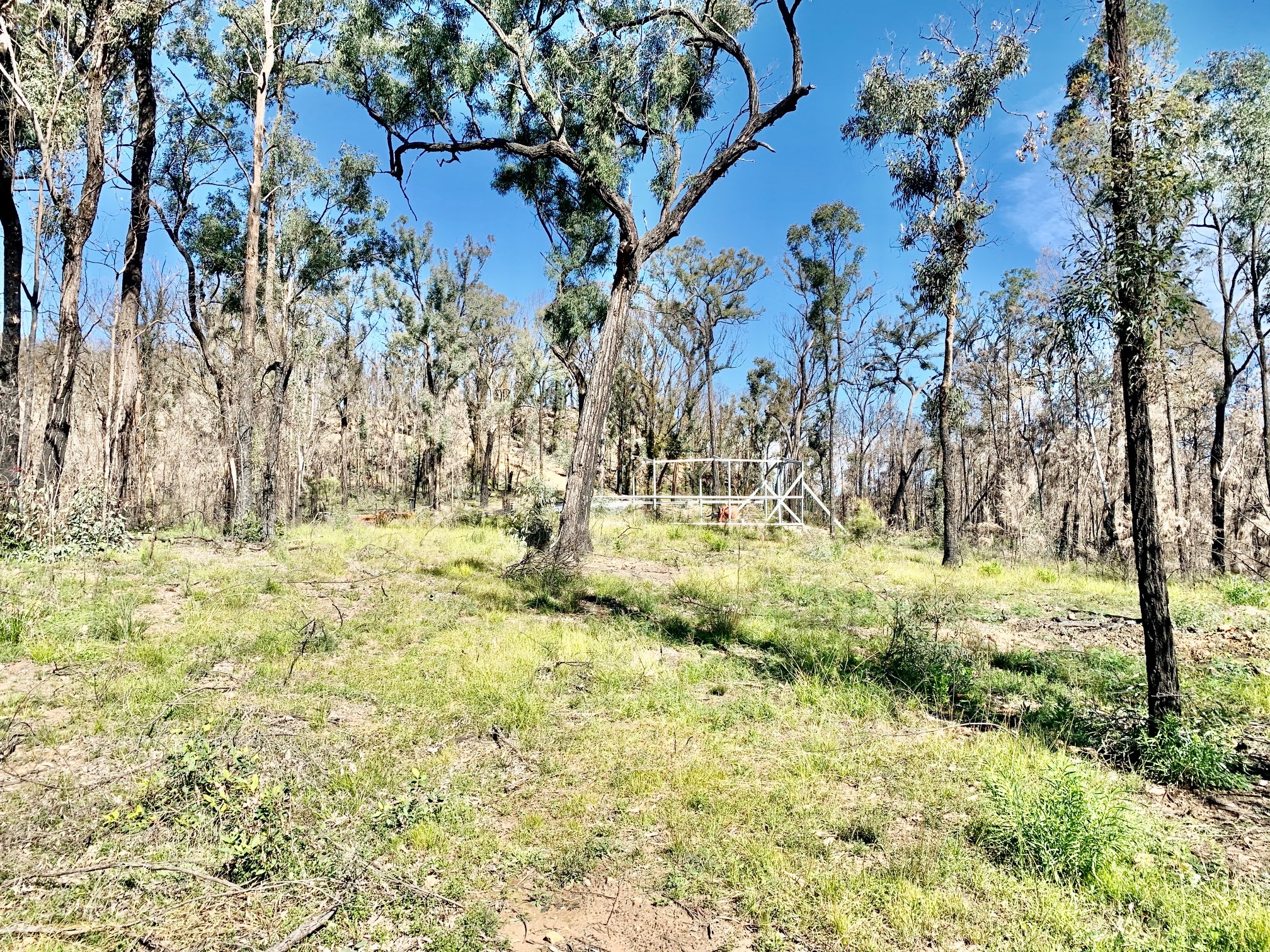 Musgrove Realty - 'Grass Tree Heaven'