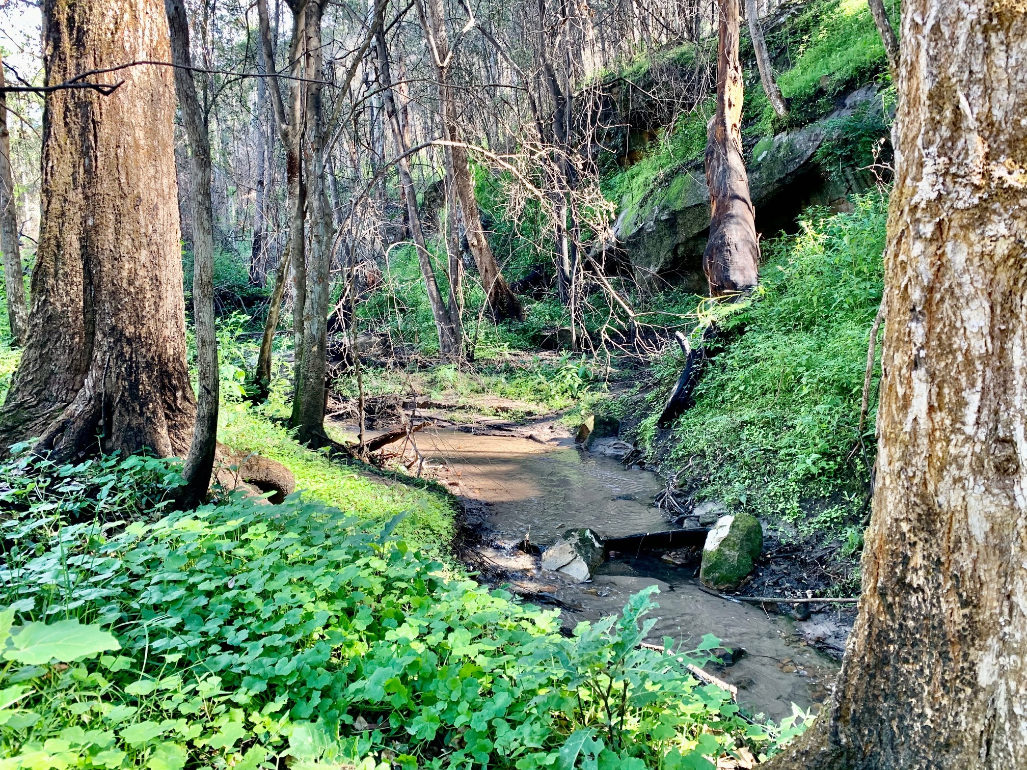 Musgrove Realty - 'Grass Tree Heaven'