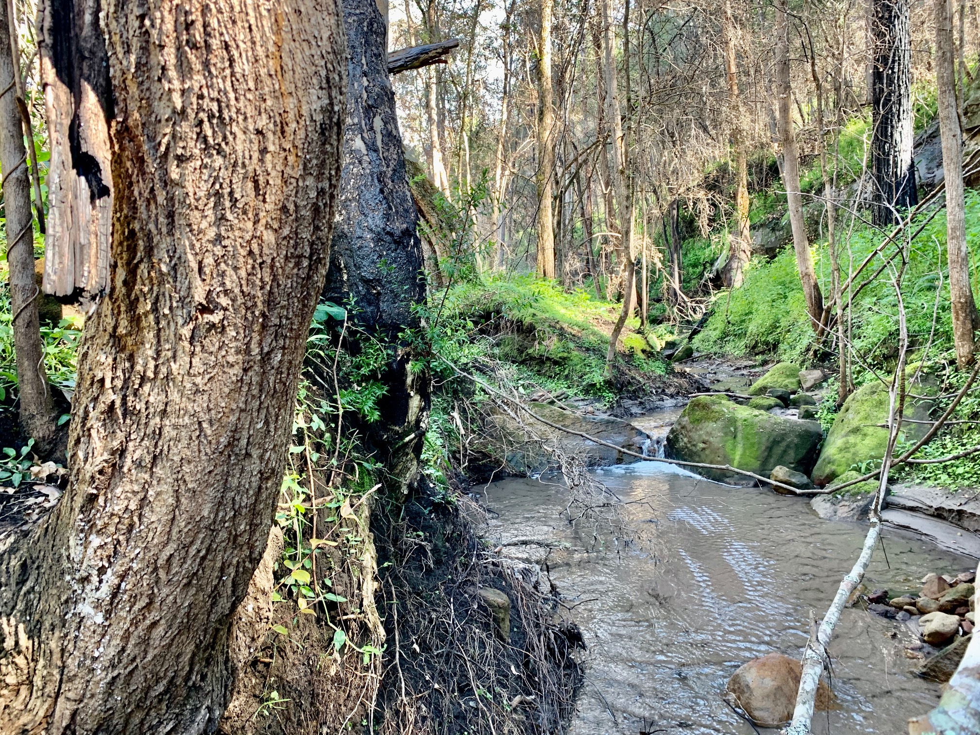 Musgrove Realty - 'Grass Tree Heaven'