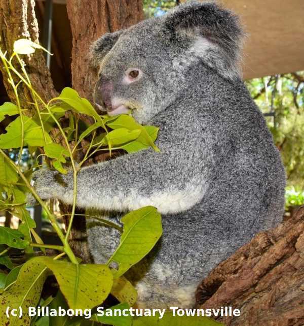 Billabong Sanctuary - Local Highlight