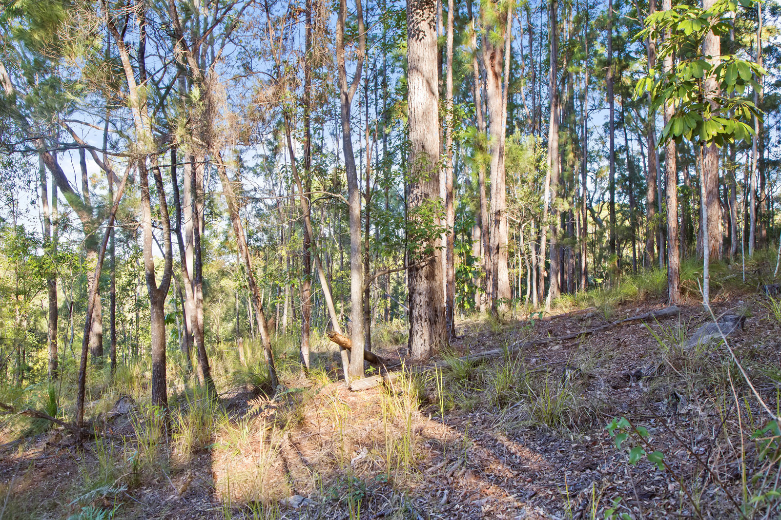 Yandina Realty - Stunning acreage property with town water