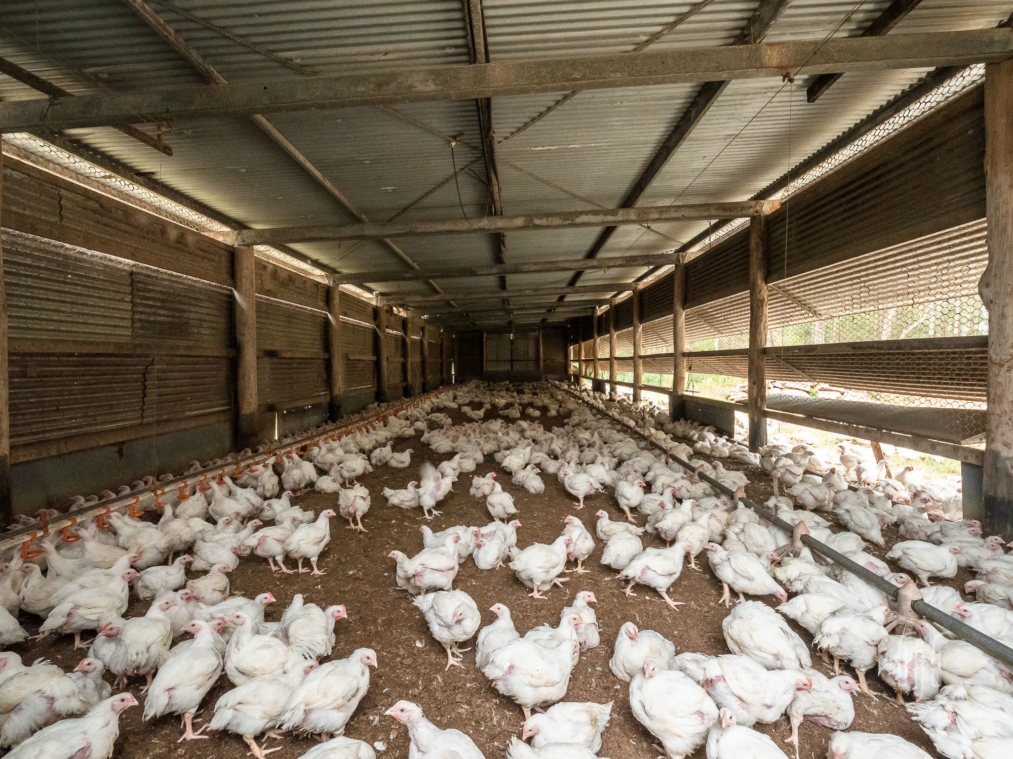 Ron Jeffery Realty - MOYA VALLEY POULTRY