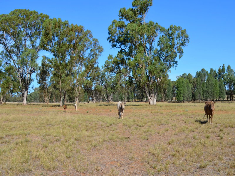 Rural Property Centre: A magic piece of Australian bush to make yours ...