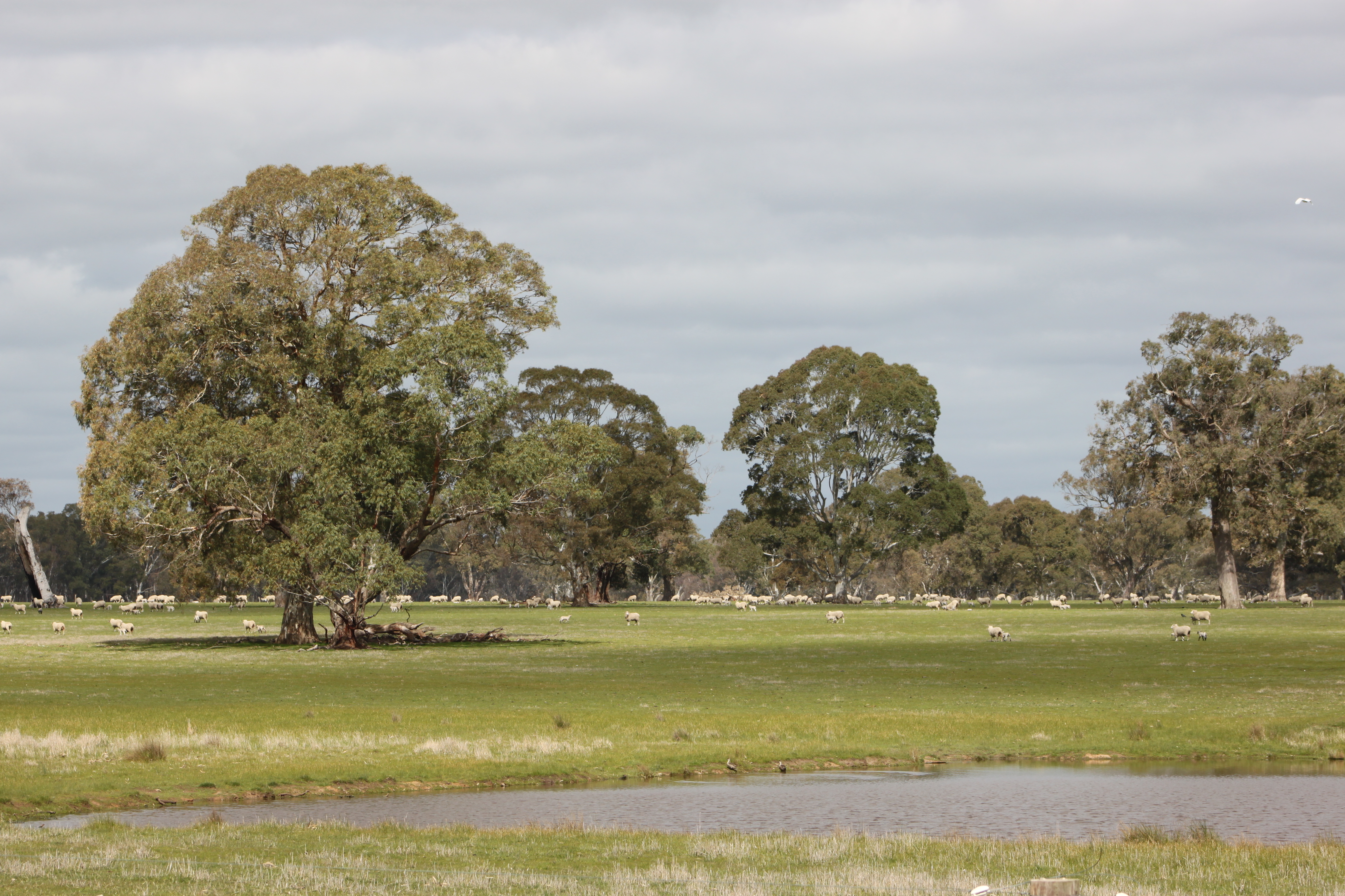 Atlantis - TDC Livestock and Property