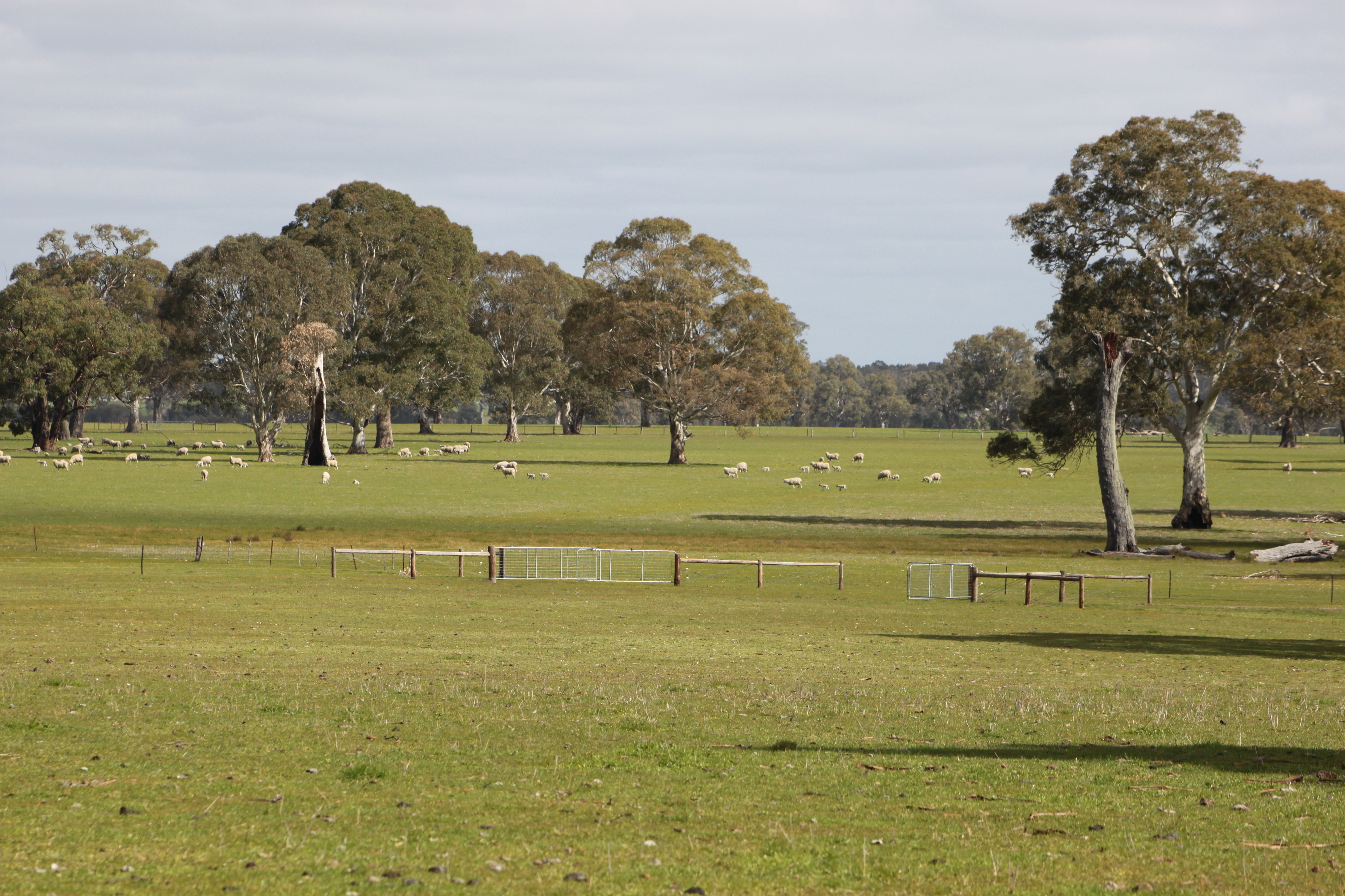 Atlantis - TDC Livestock and Property