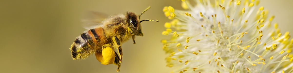 Umbrella Realty - The Importance of Protecting Bees