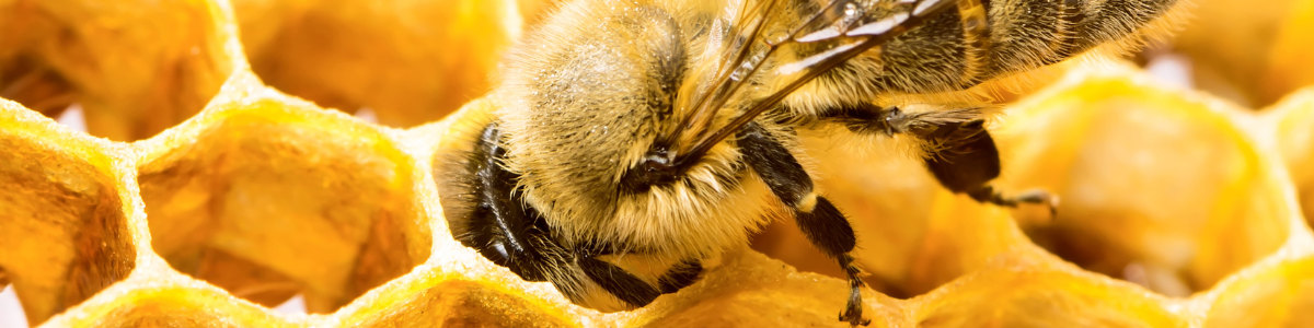 Umbrella Realty - The Importance of Protecting Bees